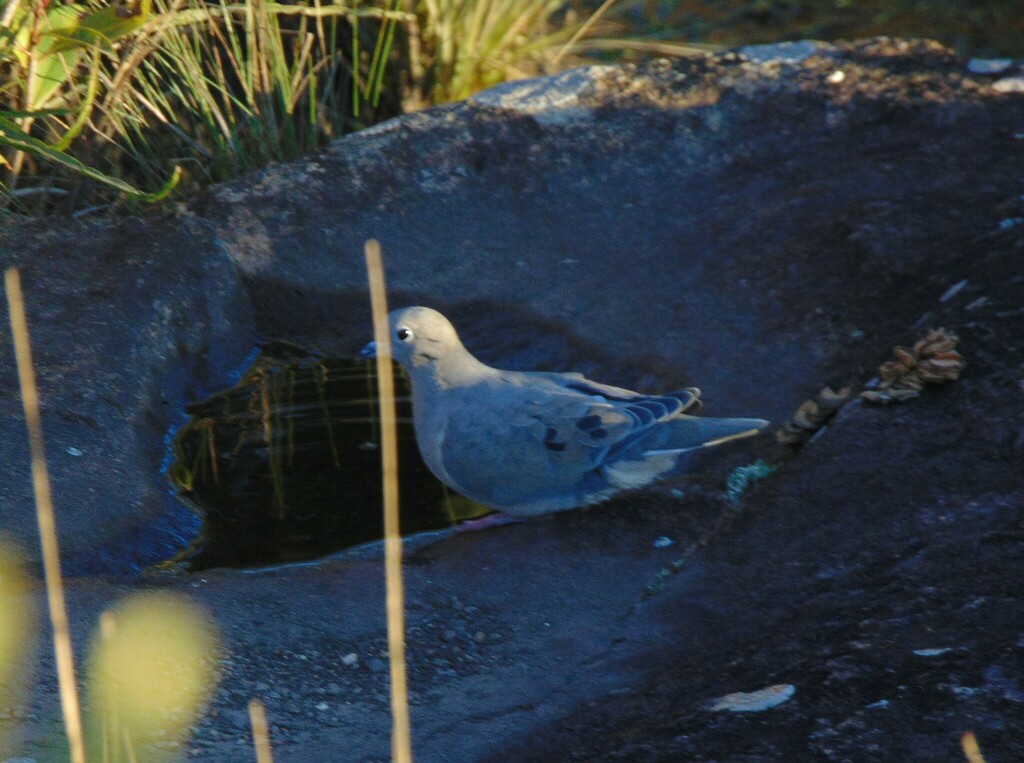 Eared Dove from Q.ta da Serra, Canela - RS, 95680-000, Brasil on June 1 ...