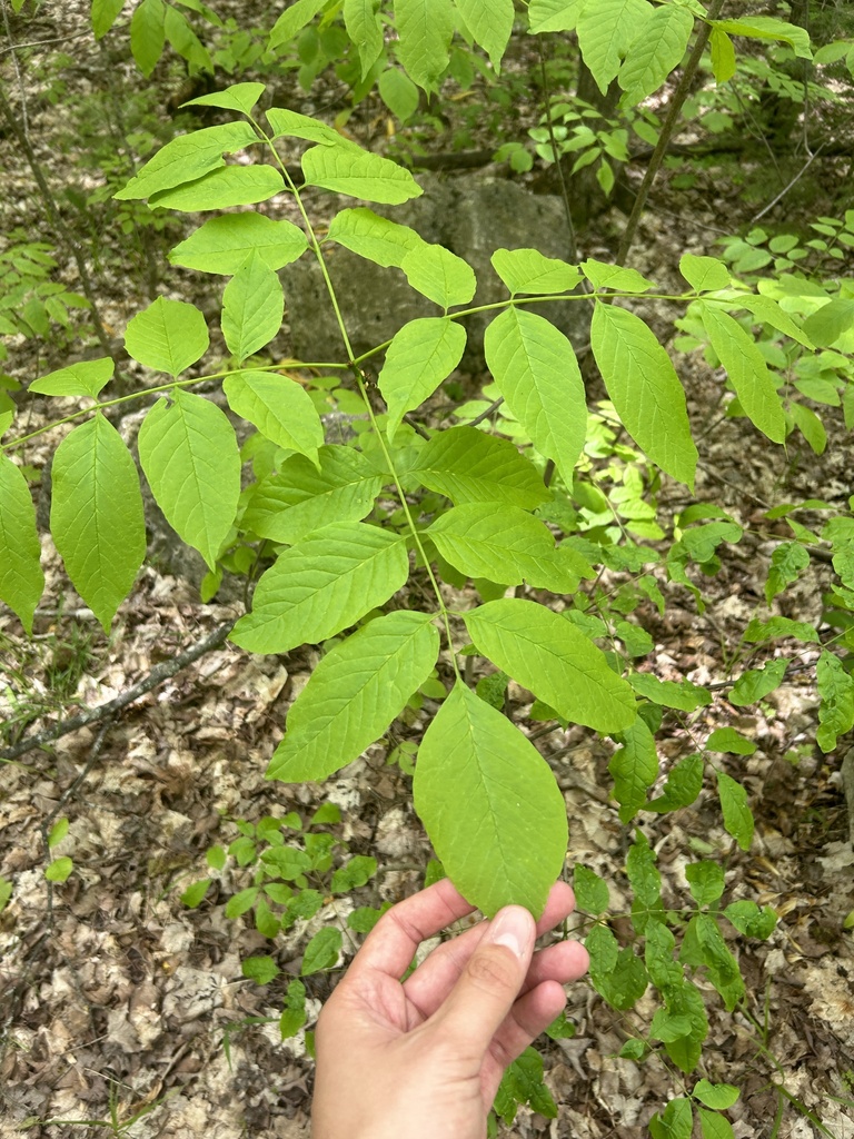 white ash from Hiawatha National Forest, Rudyard, MI, US on June 1 ...