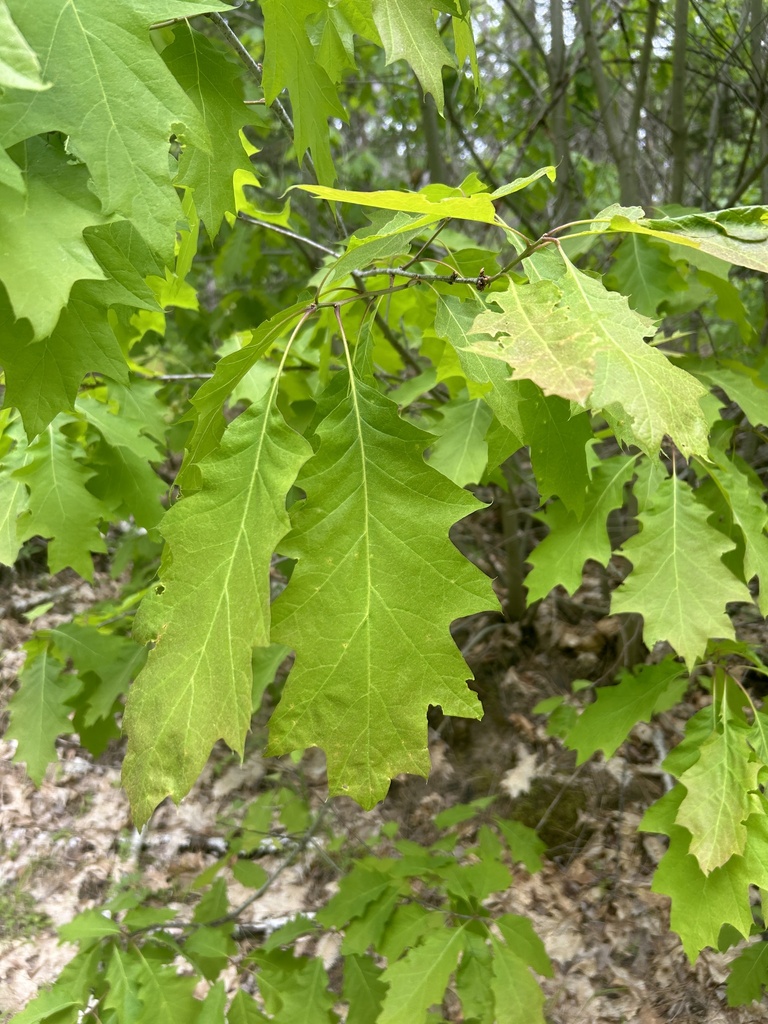 northern red oak from Hiawatha National Forest, Rudyard, MI, US on June ...