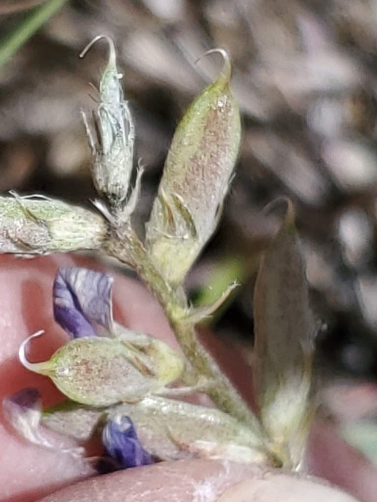 Tufted Milkvetch (Astragalus spatulatus) - Botanical Realm