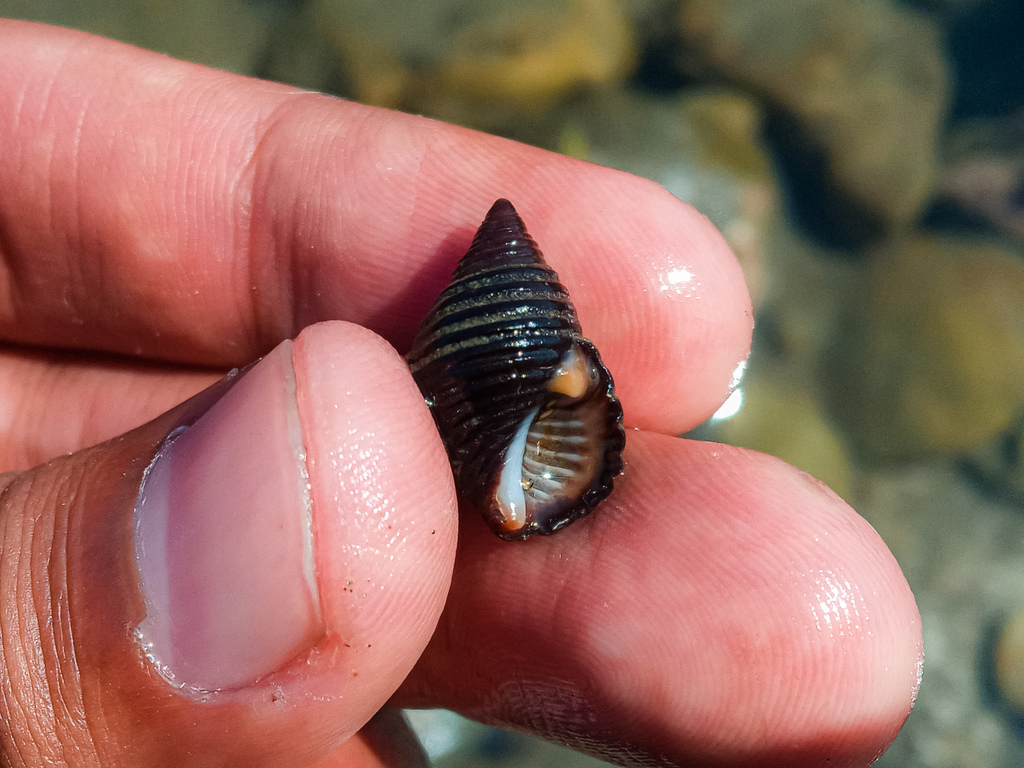 Supplanaxis planicostatus from Manta, Ecuador on April 8, 2024 at 10:12 AM by Cristopher ...