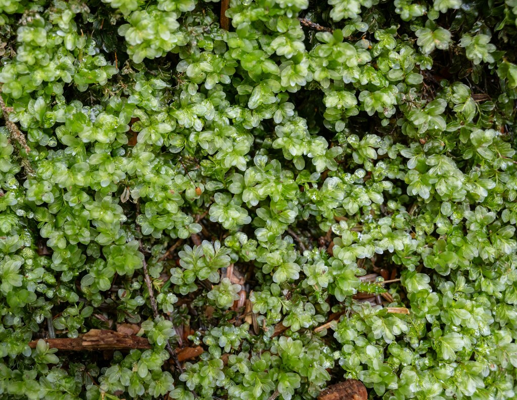 rhizomnium moss from Metro Vancouver, BC, Canada on May 31, 2024 at 09: ...