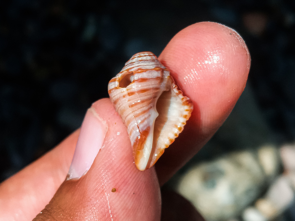 Cymia tectum from Manta, Ecuador on April 8, 2024 at 10:38 AM by ...