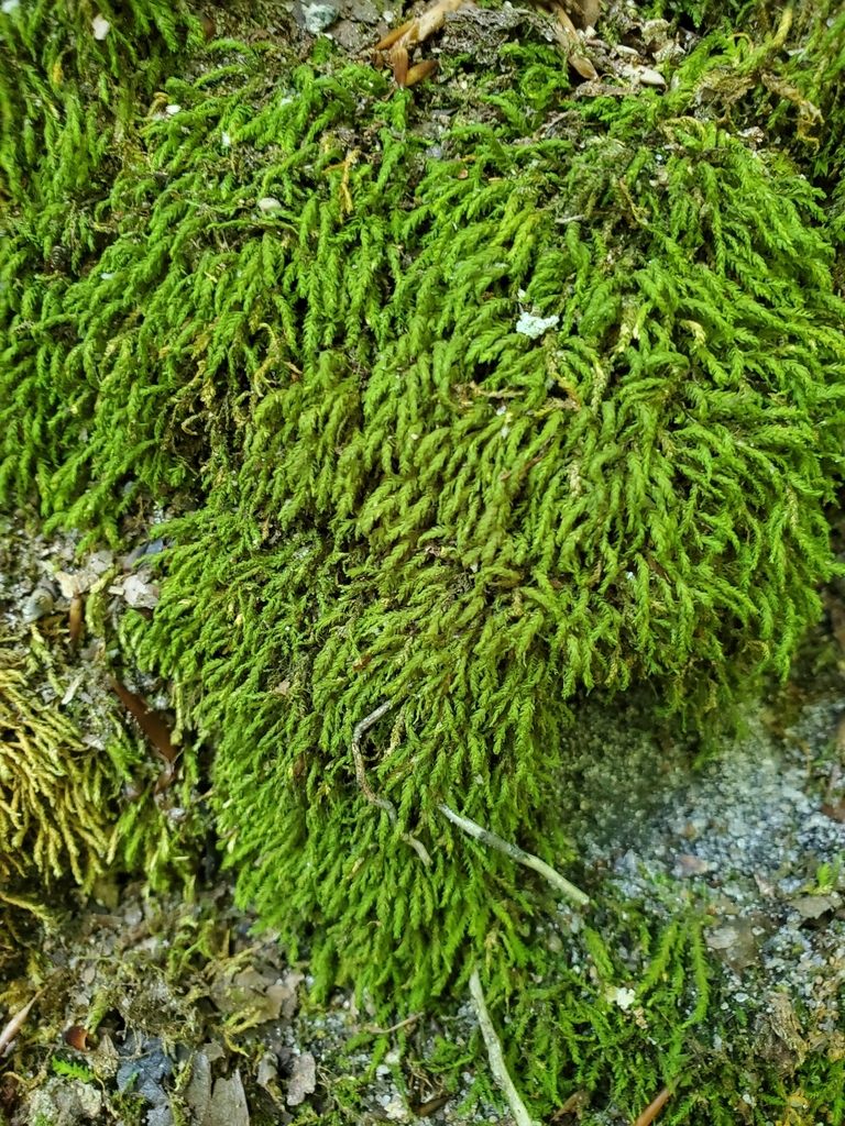 Dwarf Anomodon Moss from Caroline County, US-MD, US on June 1, 2024 at ...