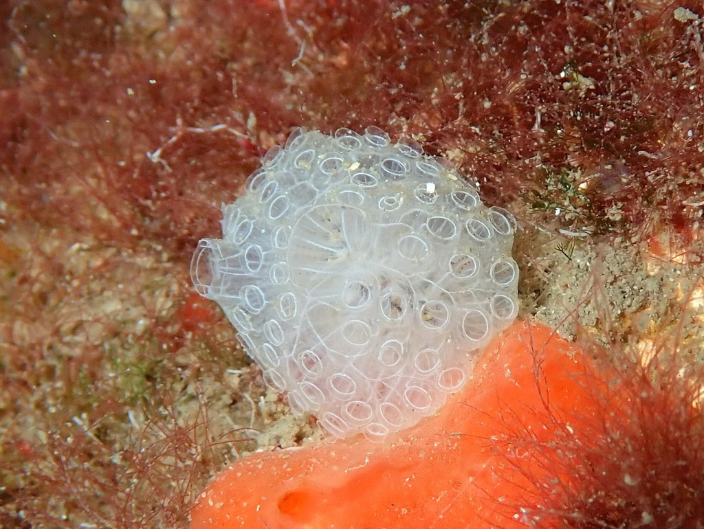 Botrylloides crystallinus from Cap Caveau, Marseille, France on June 1 ...