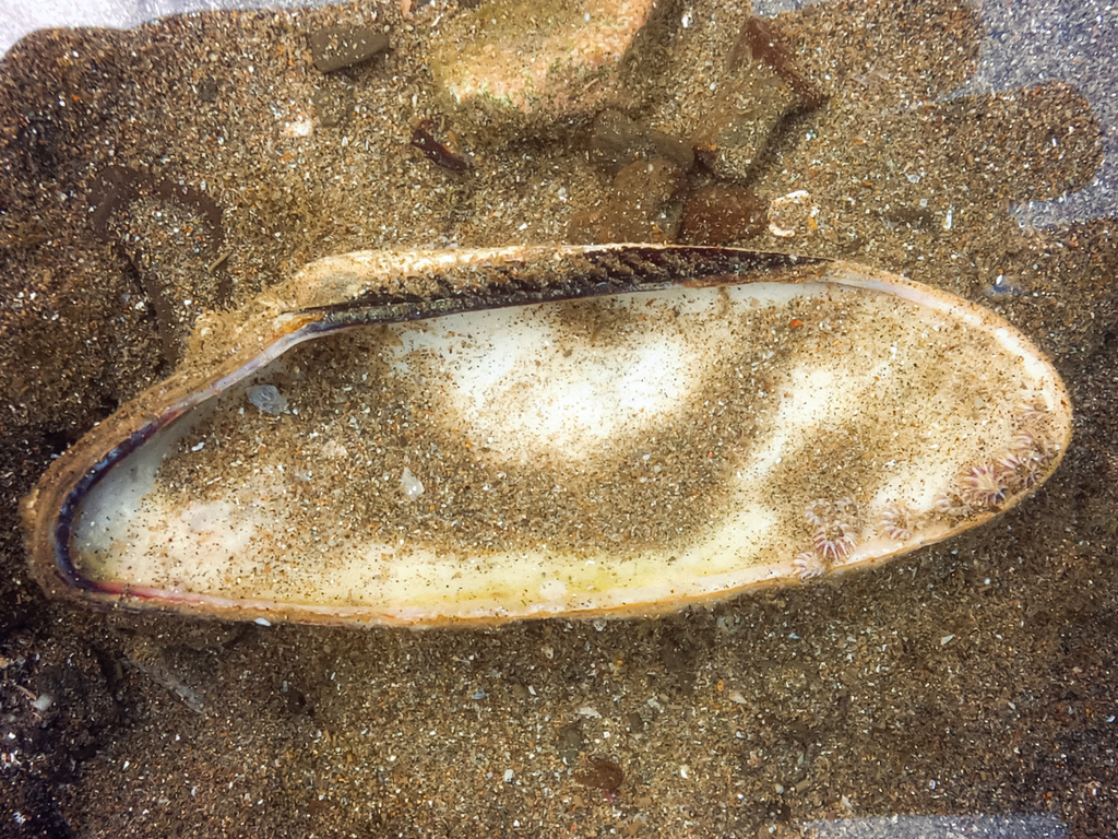 Litharca lithodomus from Manta, Manabi, Ecuador on April 8, 2024 at 11: ...