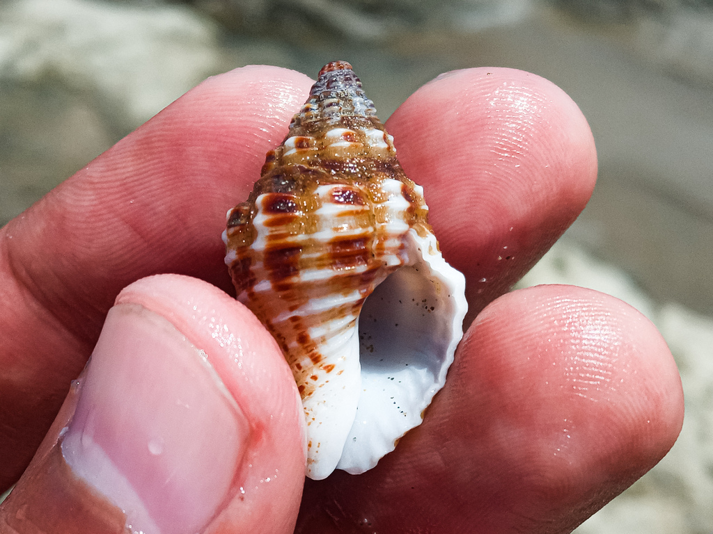 Pusio elegans from Manta, Manabi, Ecuador on April 8, 2024 at 11:20 AM ...