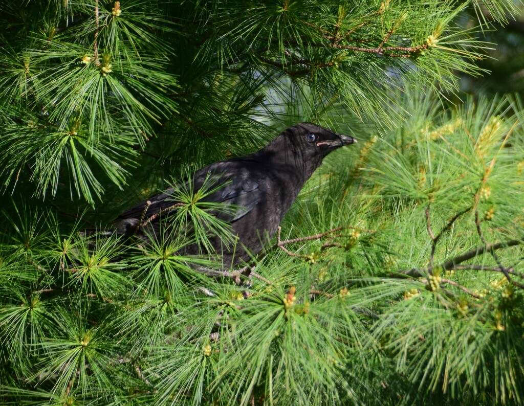American Crow in May 2024 by Elizabeth Lynch. Juvenile fledged from ...