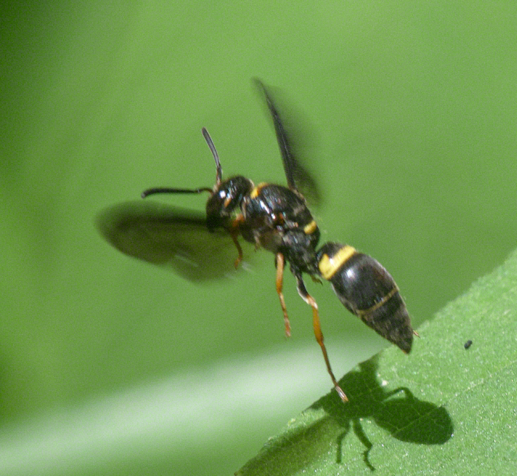 One-banded Mason Wasp from Rockbridge County, VA, USA on June 1, 2024 ...
