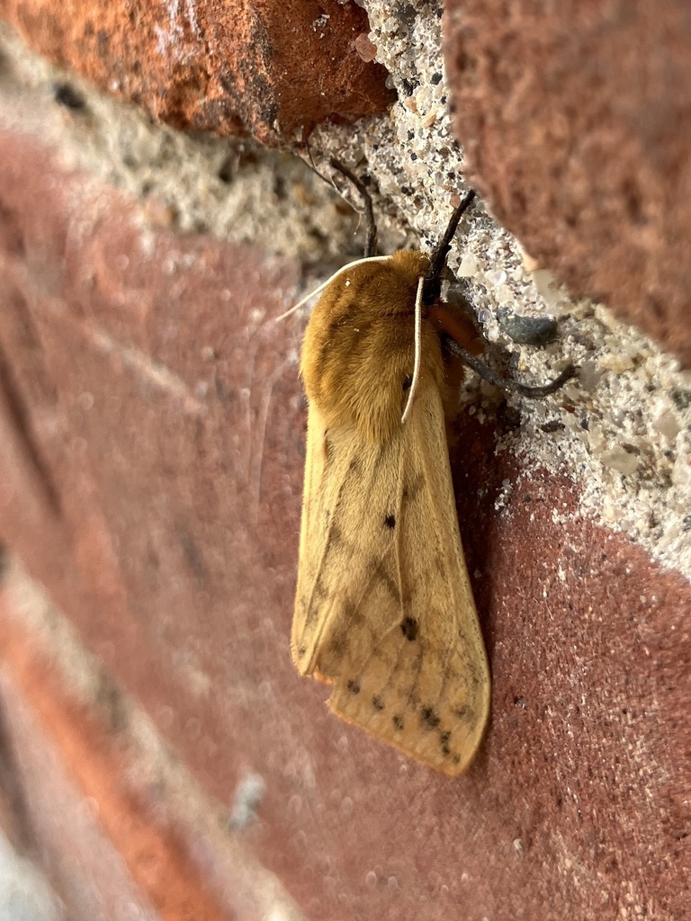 Isabella Tiger Moth from S Eighth St, Atchison, KS, US on June 1, 2024 ...