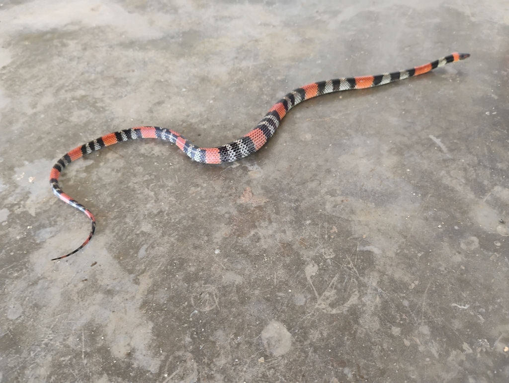 Brazilian False Coral Snake from Pesqueira, PE, 55200-000, Brasil on ...