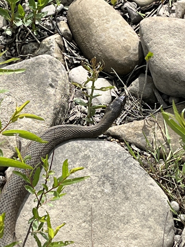 Common Watersnake from Venango County, PA, USA on June 1, 2024 at 10:12 ...