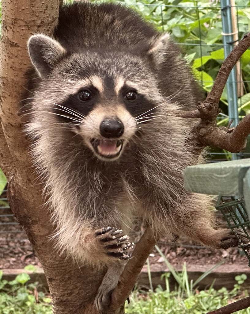 Common Raccoon from Mitchell St, Hillsborough, NC, US on June 1, 2024 ...