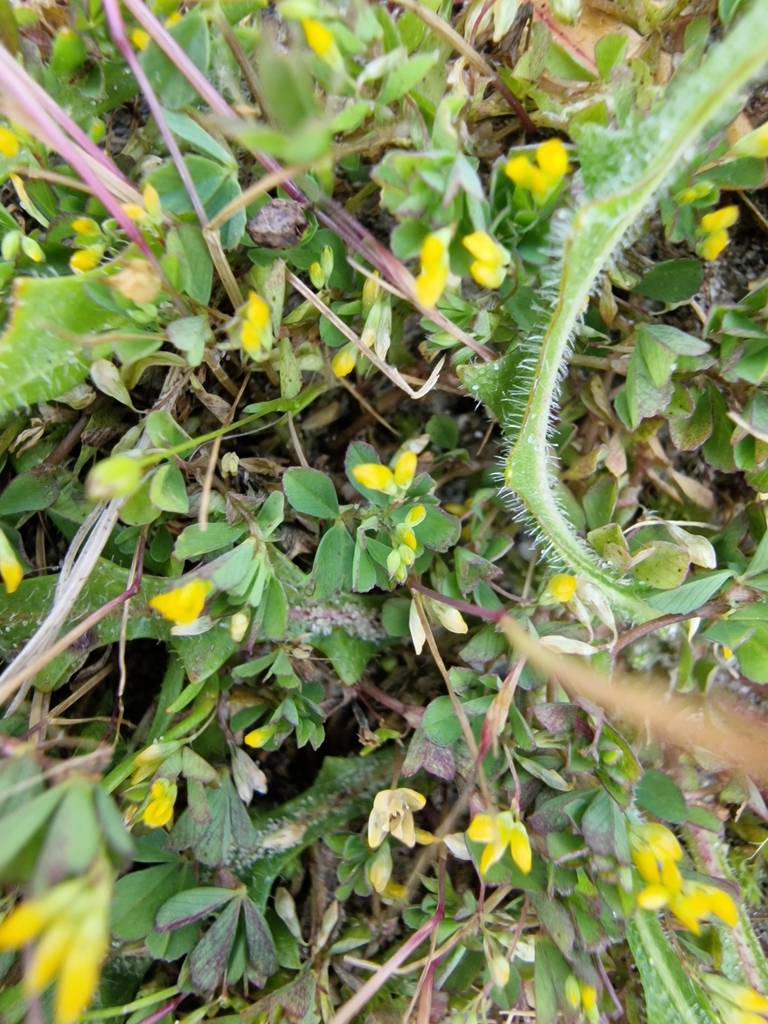 Lesser hop trefoil from East Head (NT & SSSI), West Wittering, West ...