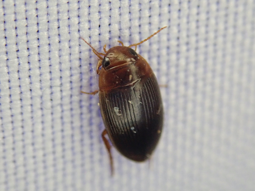 Copelatus glyphicus from Highlands/Perkins, Baton Rouge, LA, USA on May ...