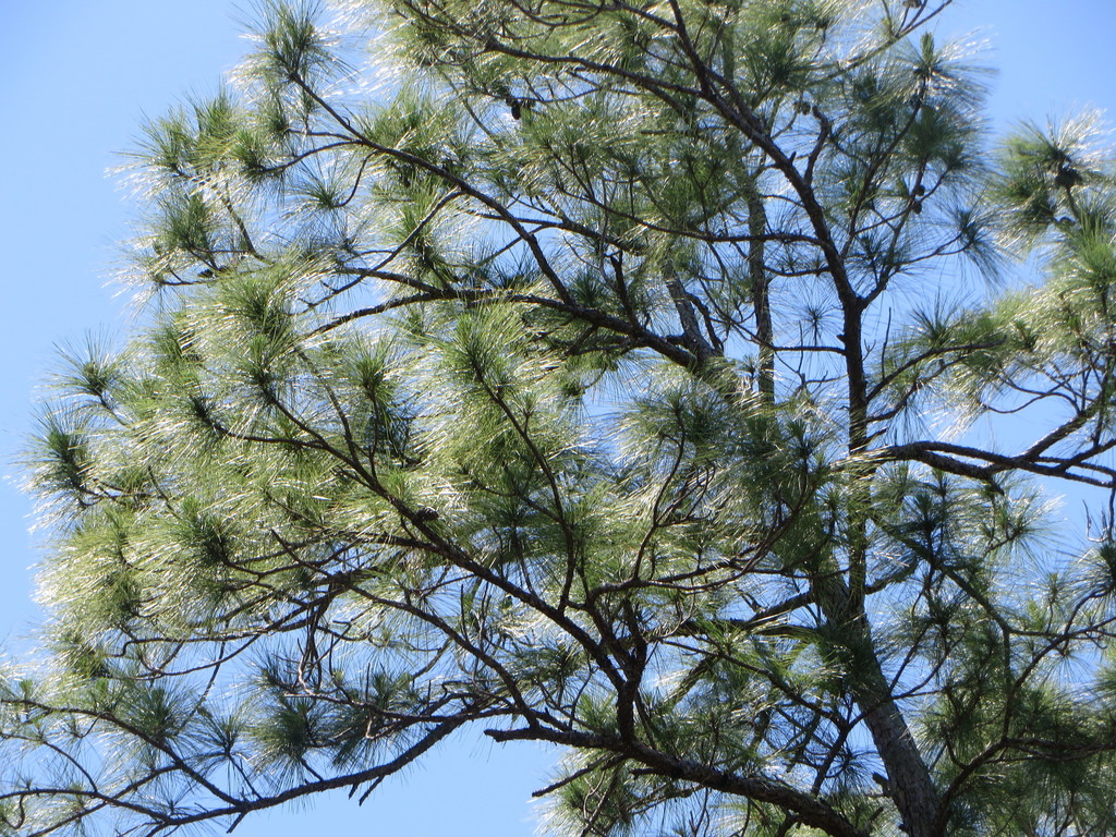 Caribbean pine (Pinus caribaea) - Botanical Realm