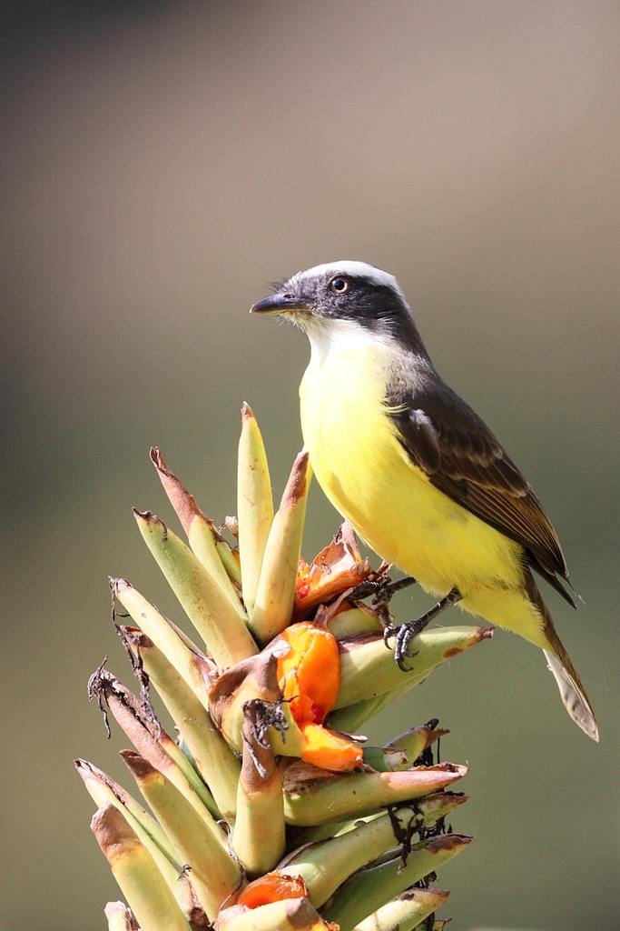 Social Flycatcher from Jardim Lermitage, Juiz de Fora - MG, Brasil on ...