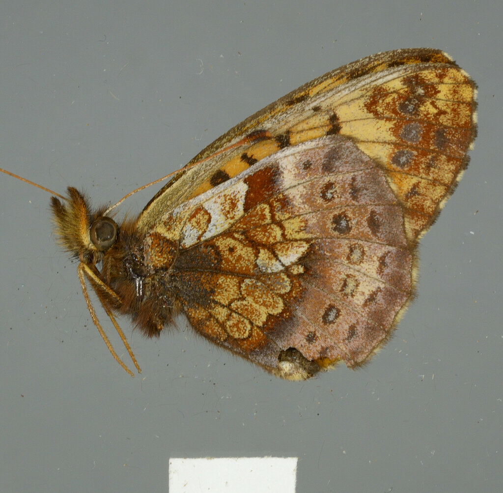 Frigga Fritillary from Sturgeon County, AB, Canada on May 31, 1989 by ...