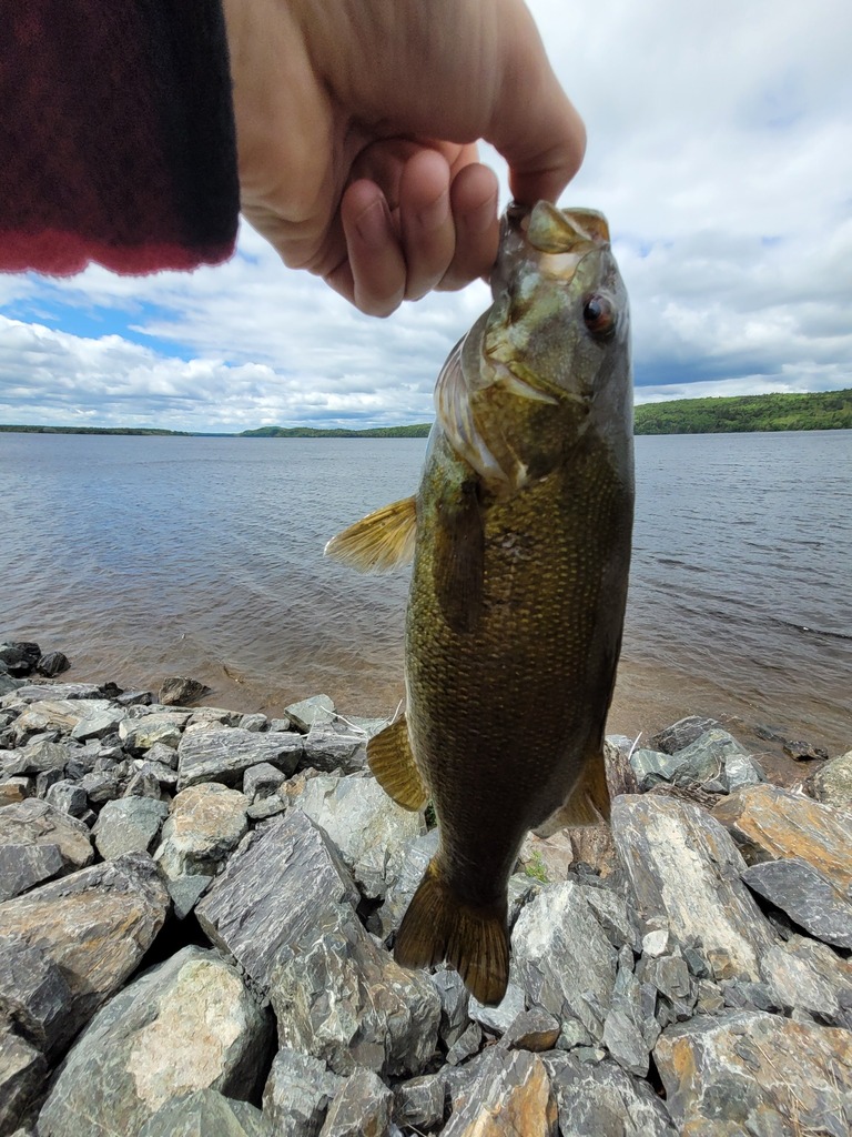 Smallmouth Bass from Fundy-St. Martins, NB, Canada on June 1, 2024 at ...