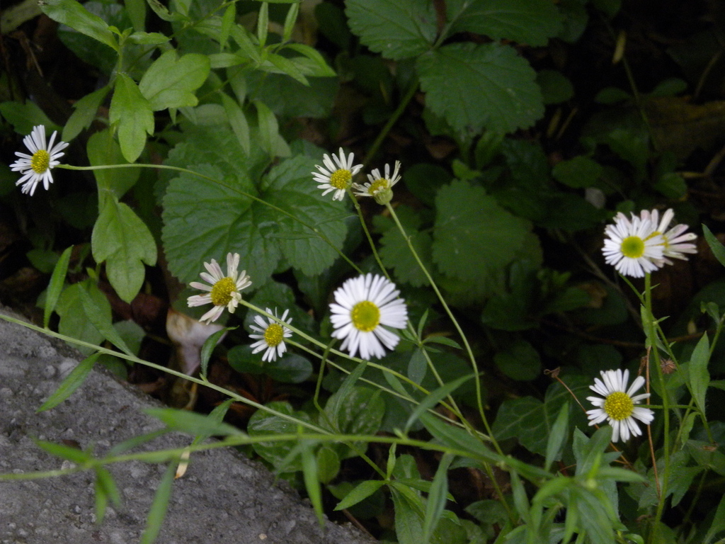 sunflowers, daisies, asters, and allies from Zúrich, Suiza on May 28 ...