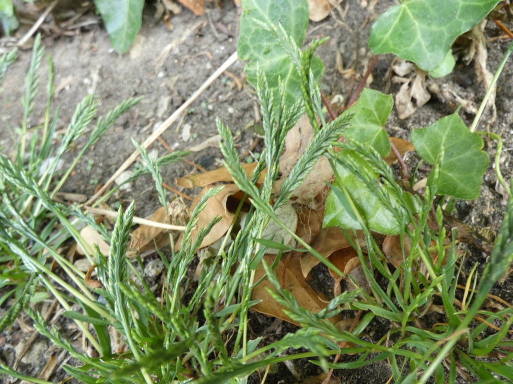 Sea Fern-grass from Lower Alt Road, Liverpool, England, GB on June 1 ...
