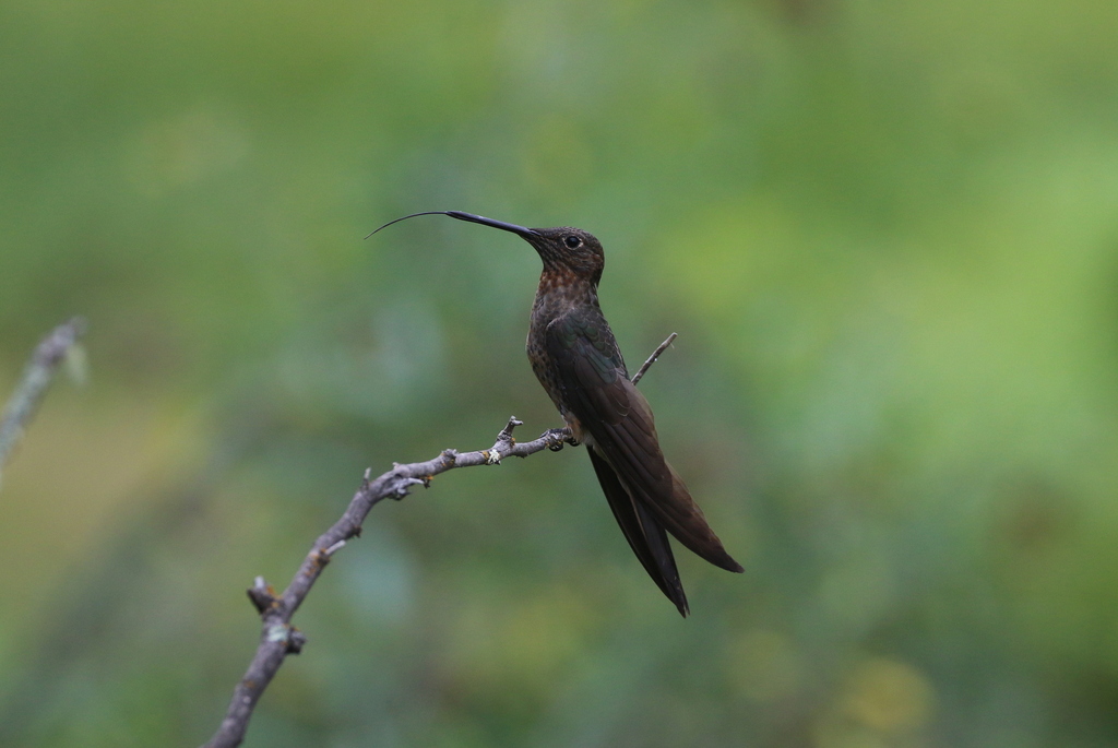 Giant Hummingbird from G6C2+FP SACRED GARDEN-OBSERVATORIO DE COLIBRIES ...