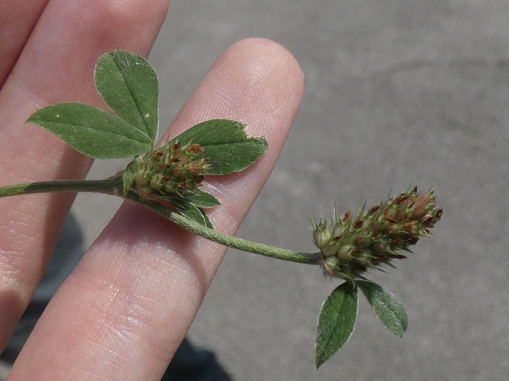 Knotted clover from Riverside, Liverpool, England, GB on June 1, 2024 ...