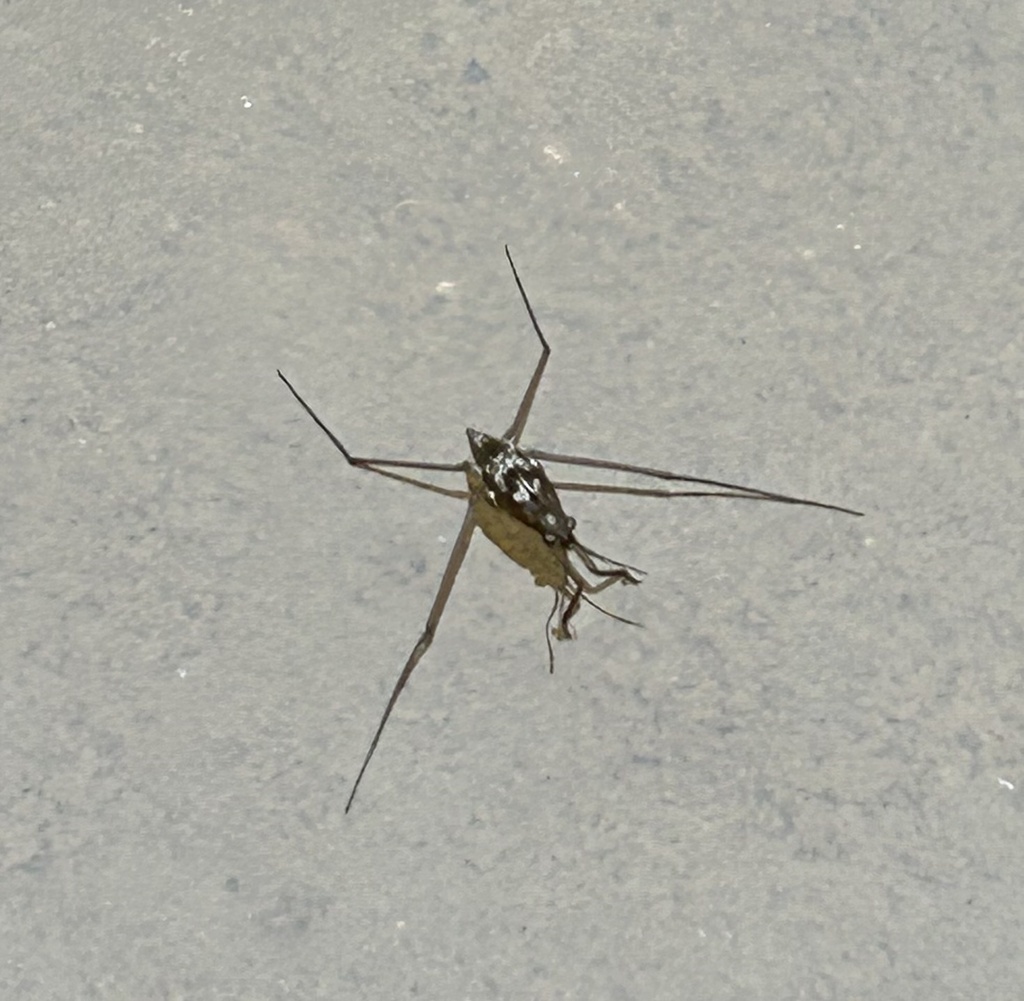 North American Common Water Strider in June 2024 by bridgefridge ...