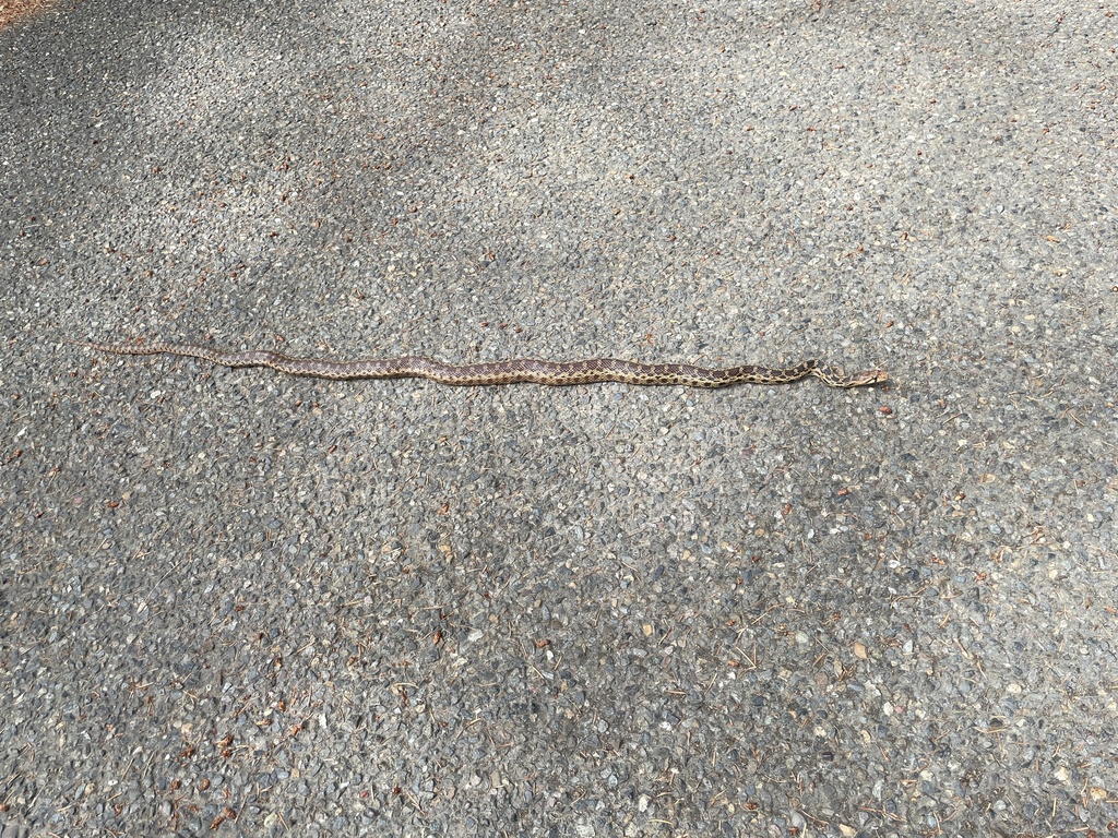 Gopher Snake from Larson Rd, Eugene, OR, US on June 1, 2024 at 03:46 PM ...