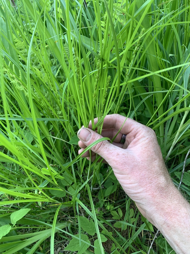 fox sedge in June 2024 by Charlie Hohn. Maybe. New. · iNaturalist
