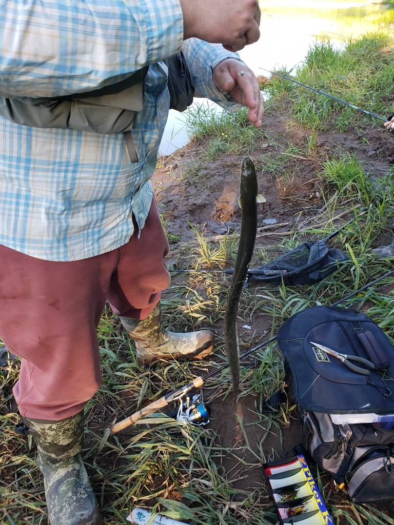 American Eel from Kings, CA-NB, CA on June 1, 2024 at 07:21 PM by John ...