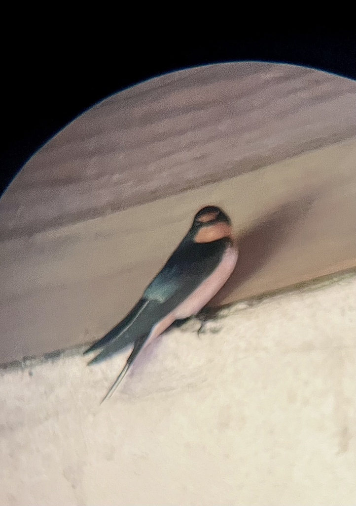 Barn Swallow from Woodland Park Zoo, Seattle, WA, US on June 1, 2024 at ...