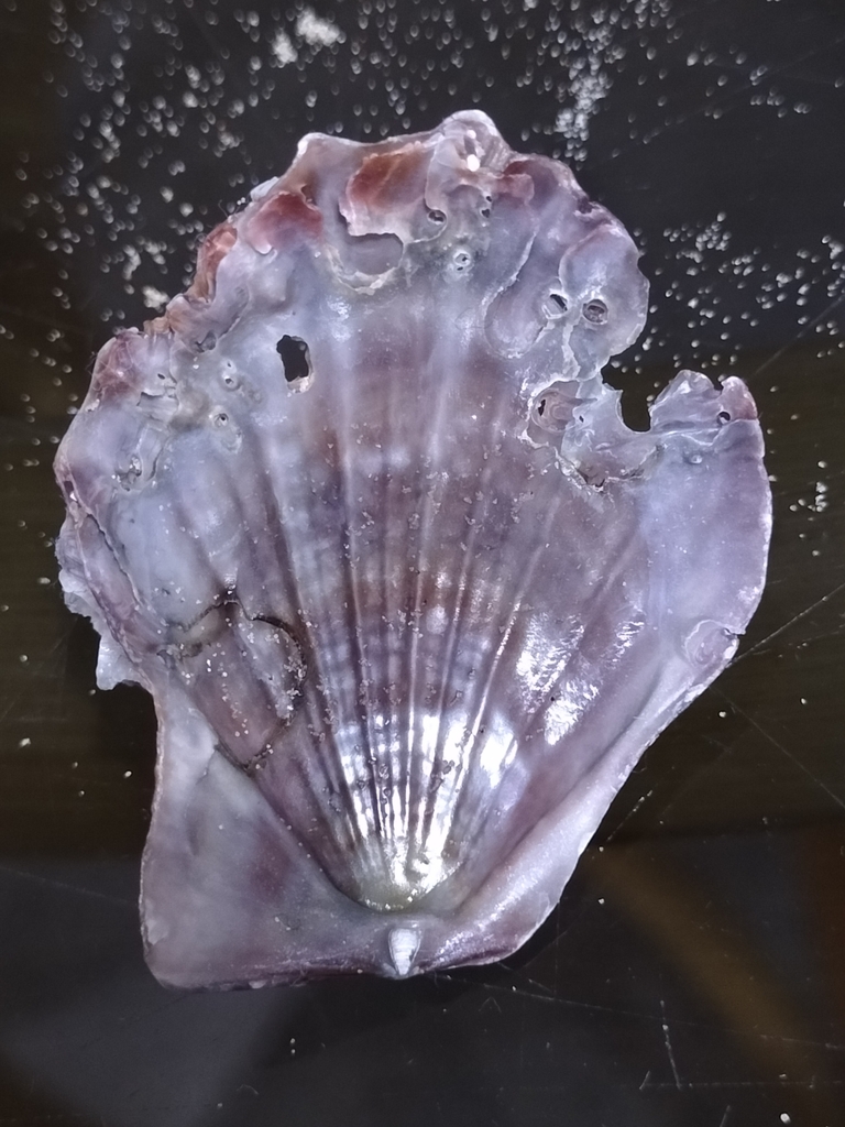 Livid Fan Scallop from Arrawarra NSW 2456, Australia on June 1, 2024 at ...