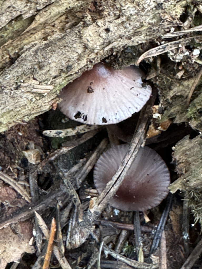 purple-edge bonnet from Payette National Forest, New Meadows, ID, US on ...