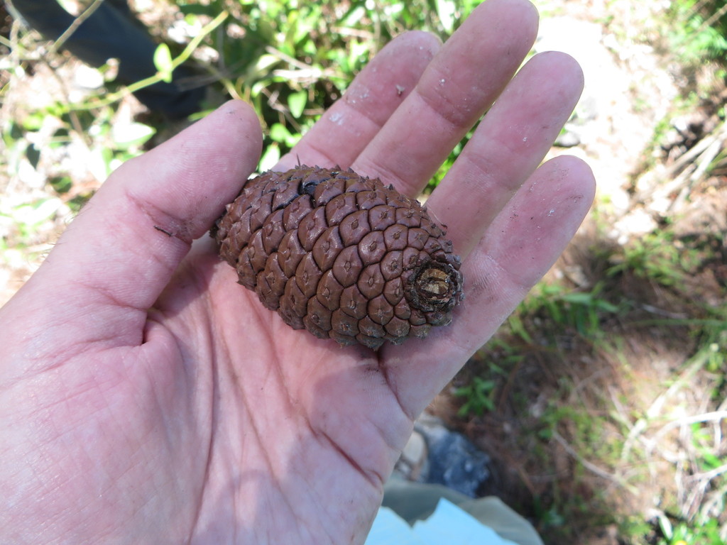Caribbean pine (Pinus caribaea) - Botanical Realm