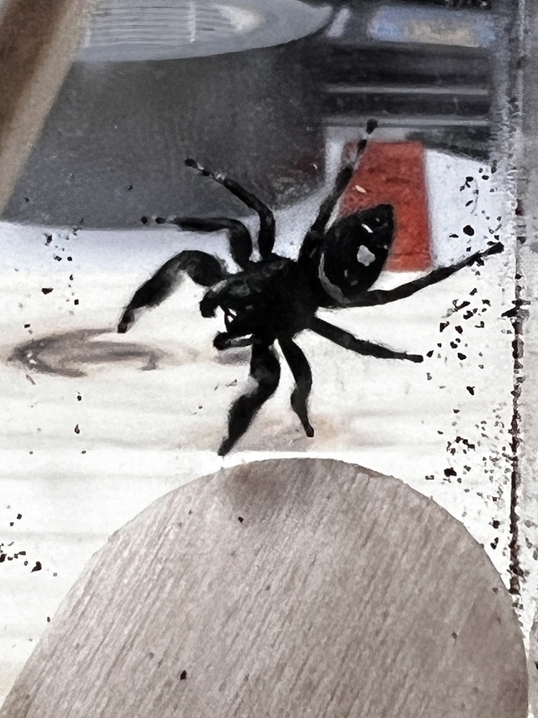 Bold Jumping Spider from 8th Ave NW, Puyallup, WA, US on June 1, 2024 ...