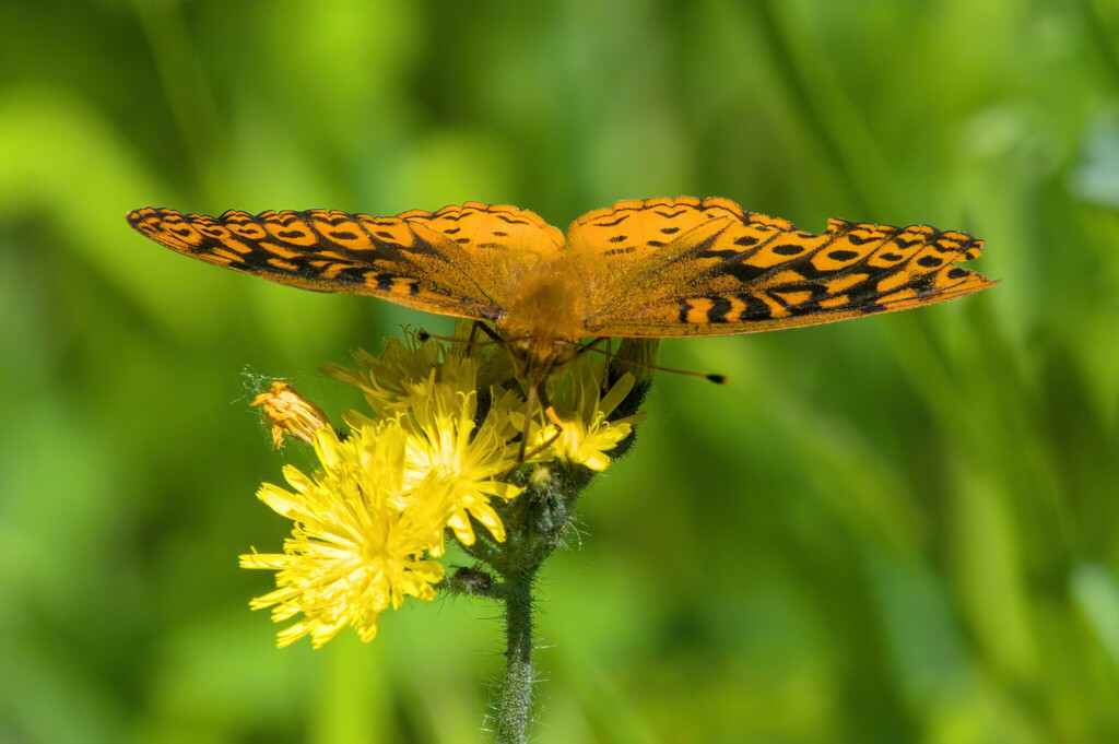 Great Spangled Fritillary from Washtenaw County, MI on May 31, 2024 at ...