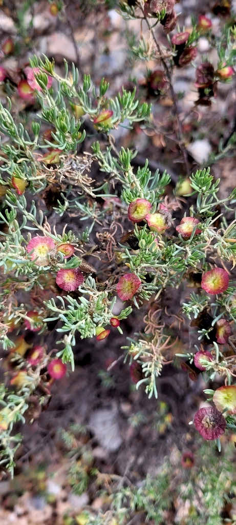 dicots from Burt Plain NT 0872, Australia on May 29, 2024 at 01:14 PM ...