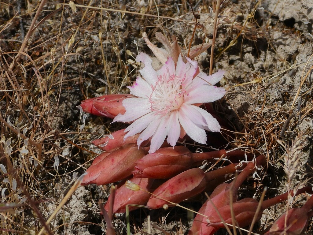 Bitterroot from Lincoln County, WA, USA on May 29, 2024 at 02:18 PM by ...