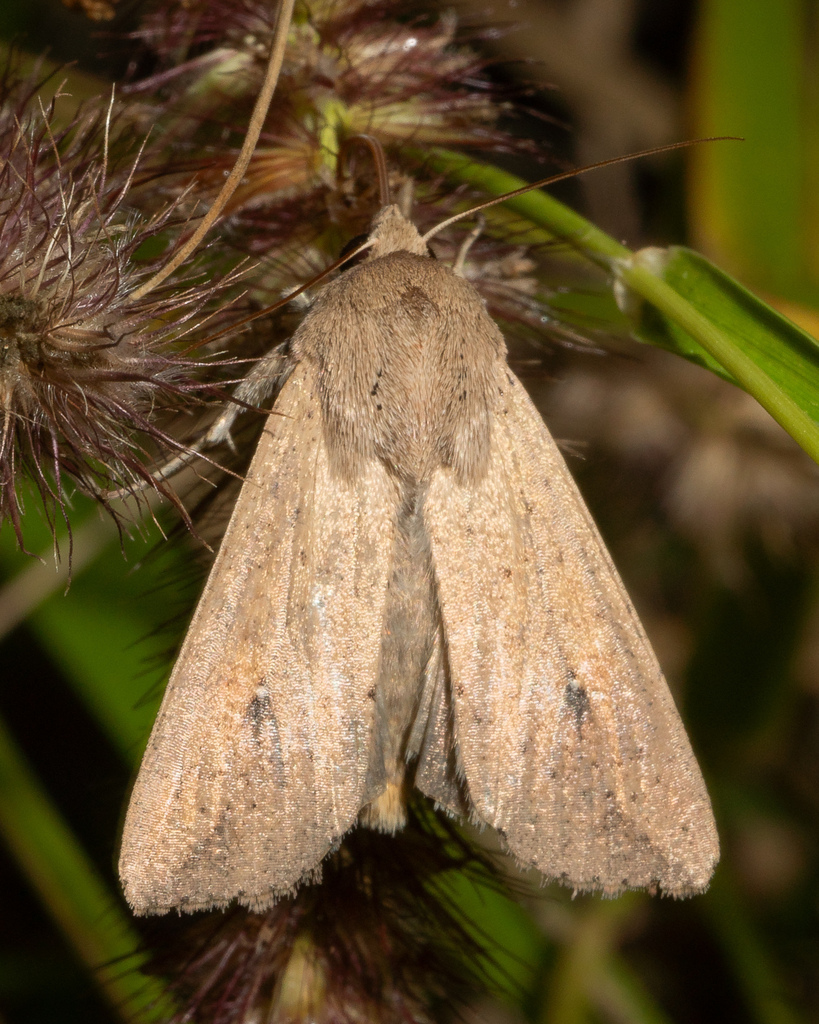Cutworm Moths and Allies from Mitchell QLD 4465, Australia on May 28 ...