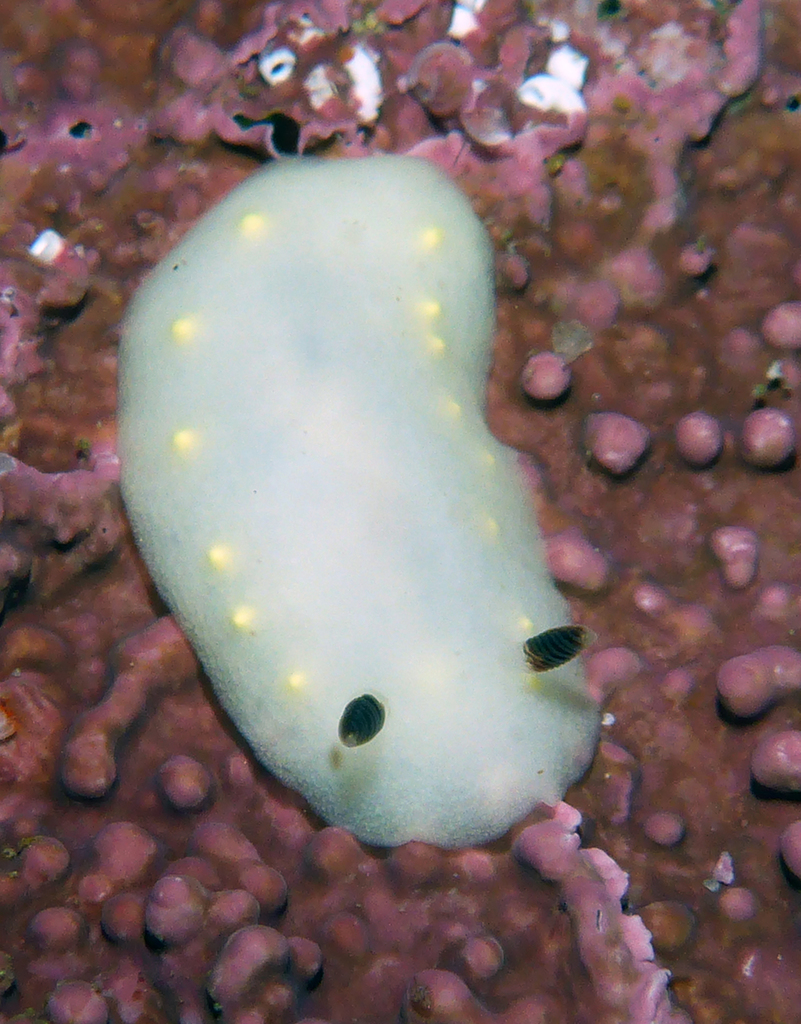 Yellow-spotted Cadlina (Nudibranchs and Other Sea Slugs of California ...