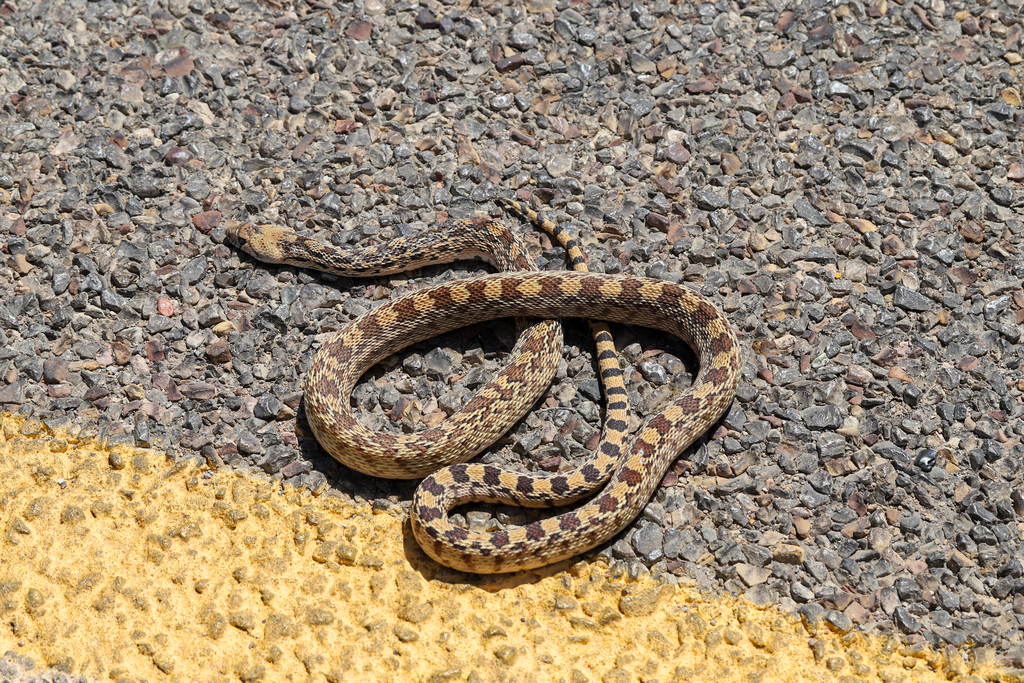 Gopher Snake from Doña Ana County, NM, USA on June 1, 2024 at 10:32 AM ...