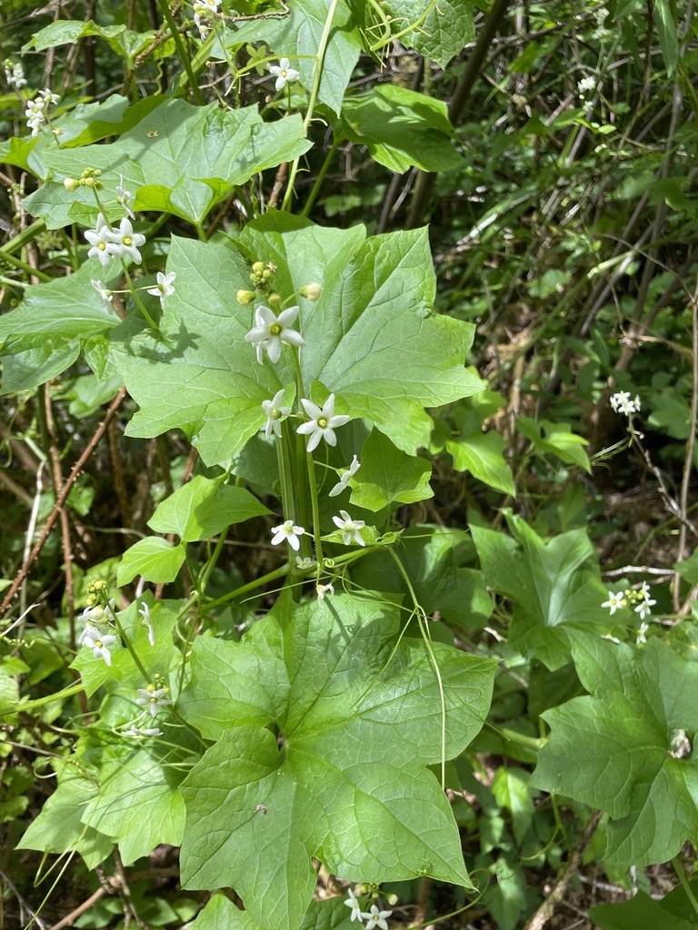 coastal manroot from Upper Deadwood Creek Rd, Deadwood, OR, US on June ...