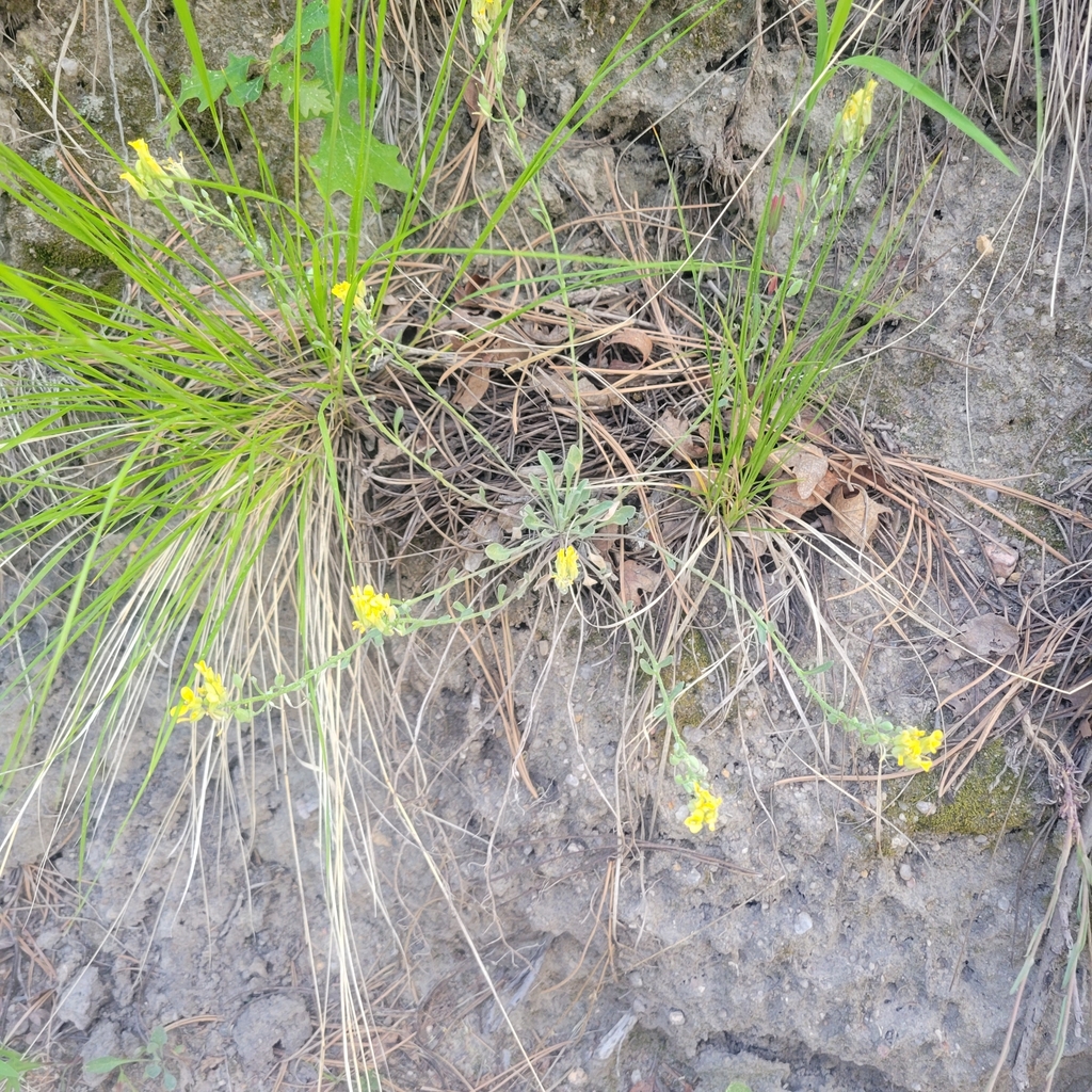 Mountain Bladderpod from Colorado Springs, CO 80909, USA on June 1 ...