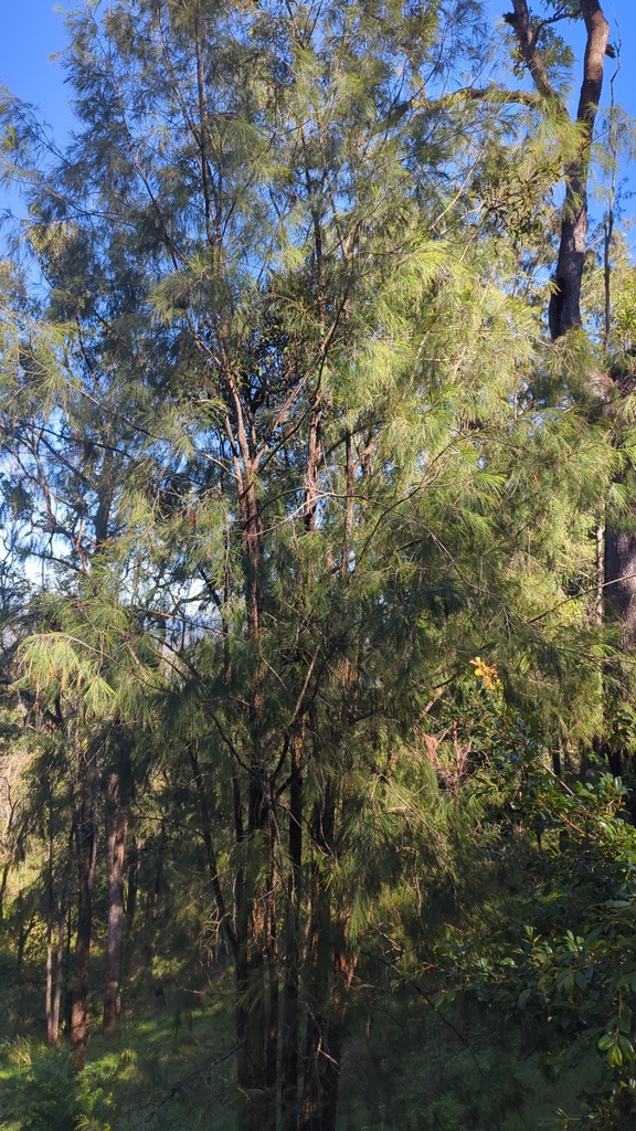 Forest sheoak in June 2024 by DaveHiggins · iNaturalist