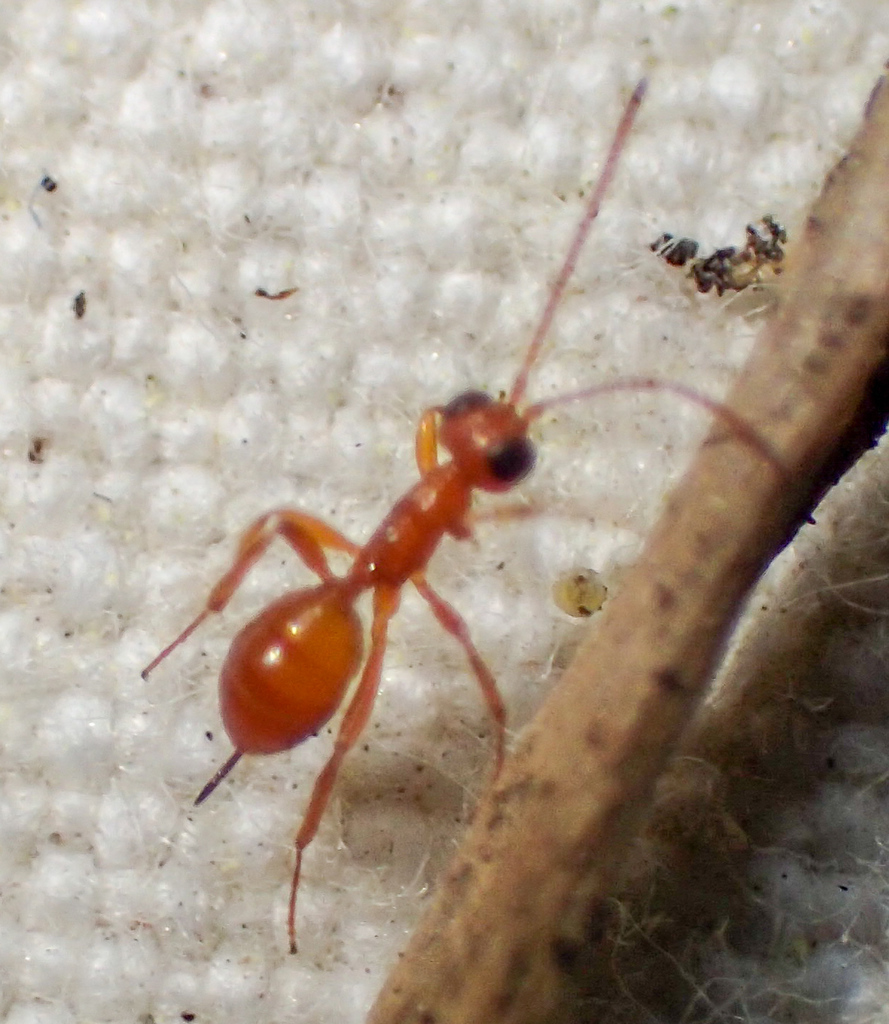 Gelis from Dimond Park, Bridgeview Trail entrance, Oakmore, Oakland, CA ...