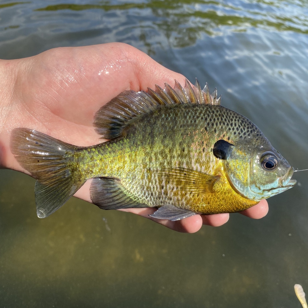 Bluegill (Lepomis macrochirus) - Marine Life Identification