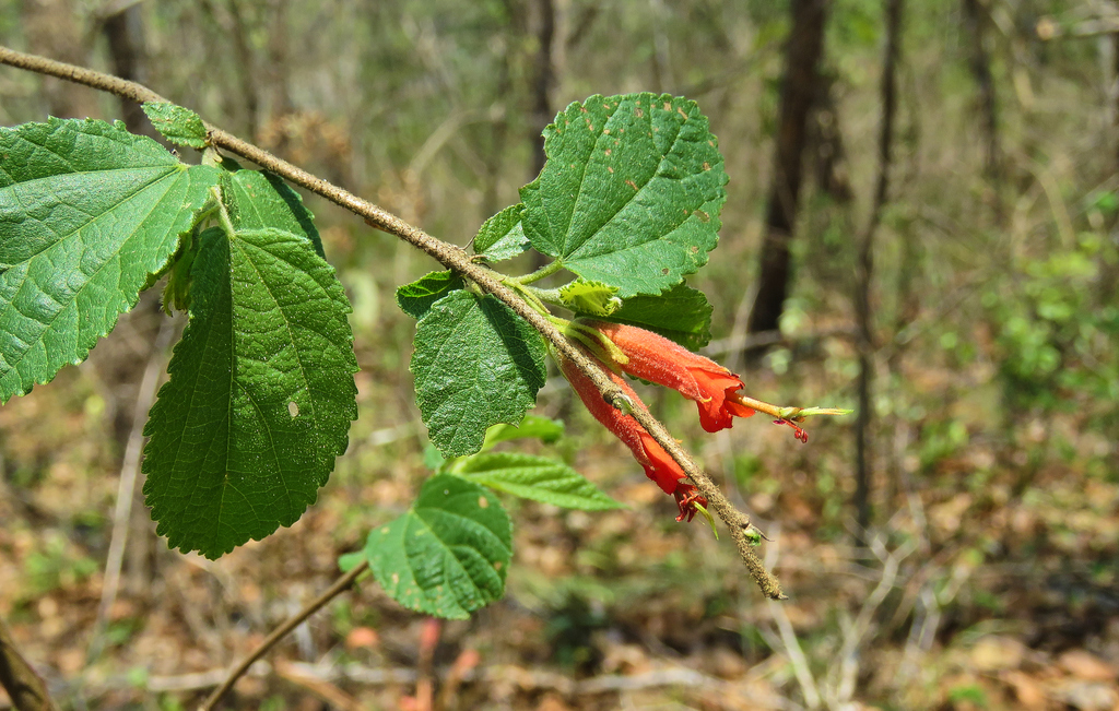 (Helicteres guazumifolia) - Botanical Realm
