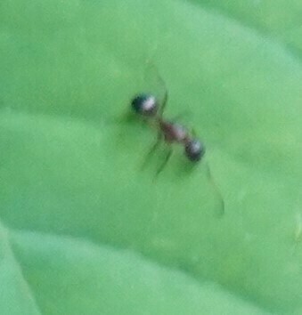 Bearded Carpenter ant from Warren, NJ 07059, USA on May 27, 2024 at 01: ...