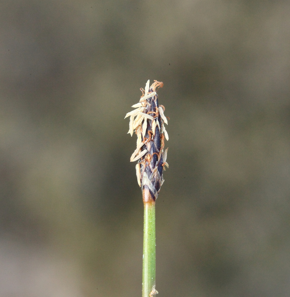 Sharp Spike Sedge from Pingrup WA 6343, Australia on September 6, 2015 ...